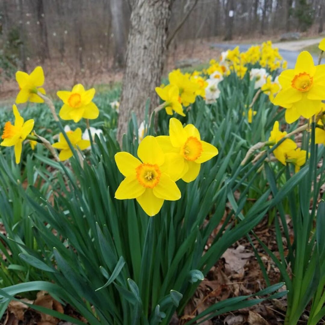 What To Do With Daffodil Leaves After They Bloom