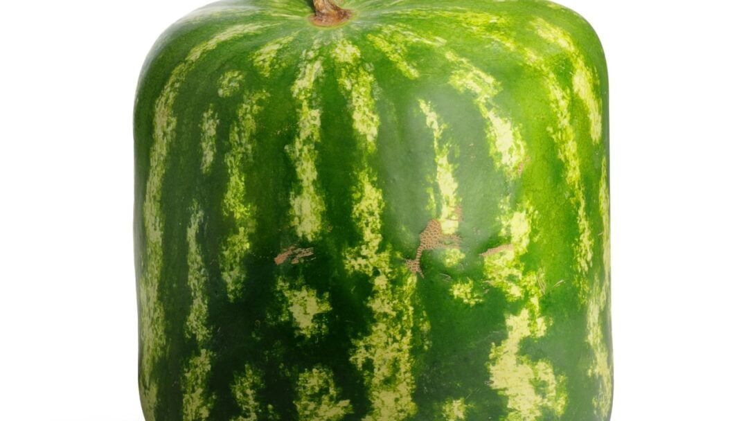 Grow A Cube-Shaped Watermelon With This Fun Garden Hack