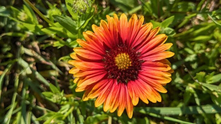 18 Beautiful Flowers That Start With B