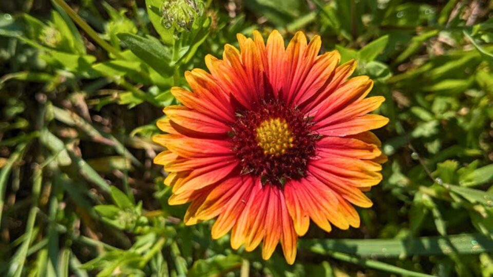 Self Seeding Plants For An Easy And Gorgeous Garden