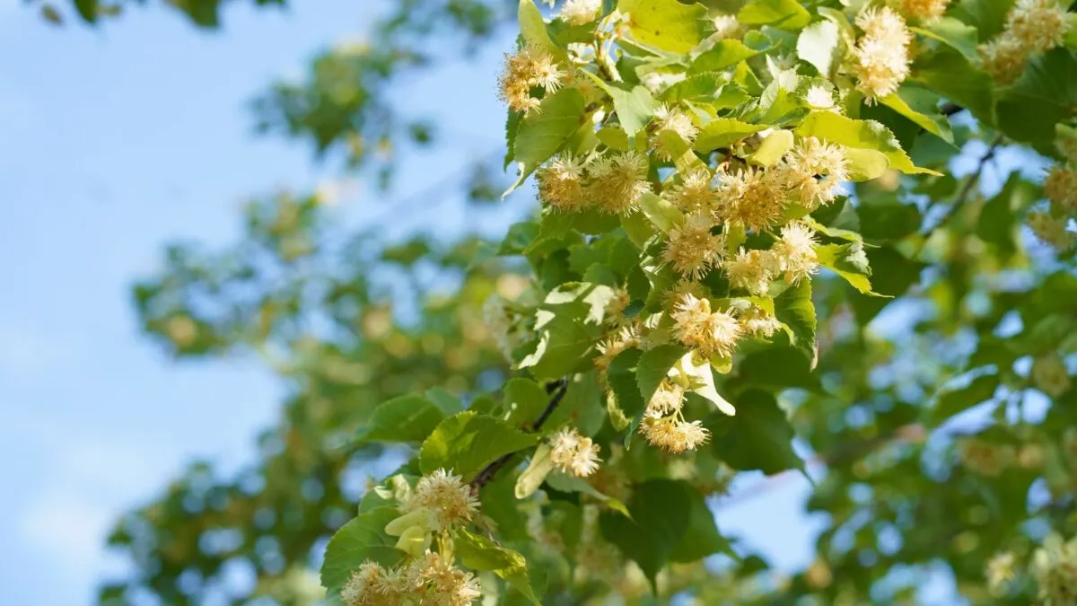 10 Best Fast-Growing Flowering Trees For Beauty, Shade, And Privacy