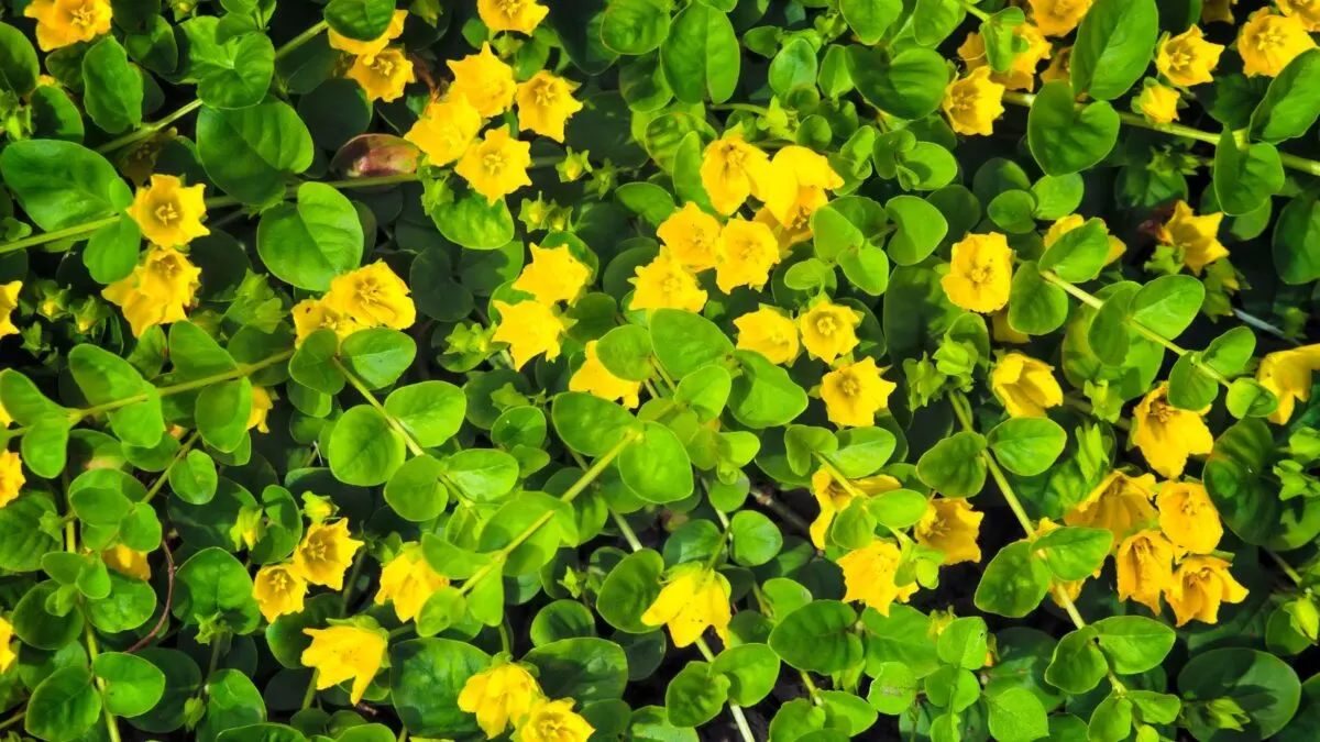 The 14 Best Cascading Plants For Retaining Walls