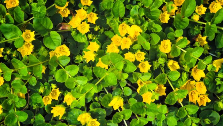 Low Maintenance Ground Cover Ideas For A Beautiful Worry-Free Landscape