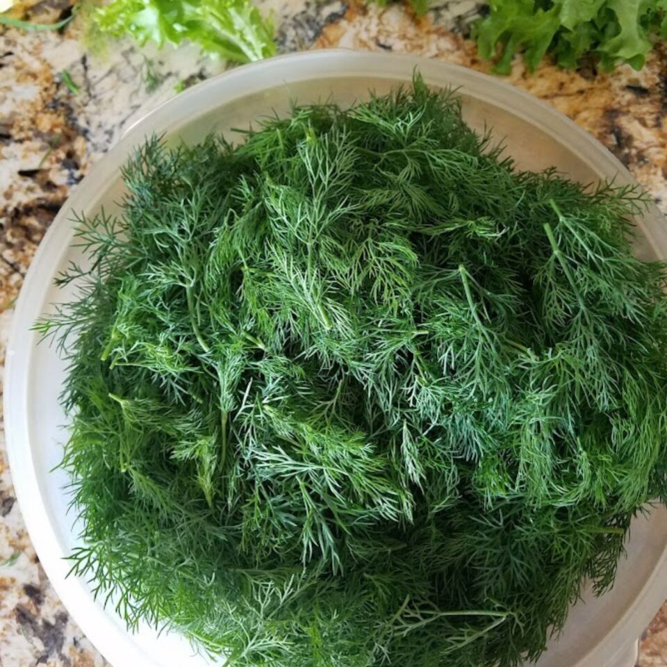 How To Grow Dill And How To Save It For Winter