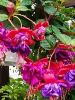 9 Pink Shade Perennials To Liven Up A Shady Garden