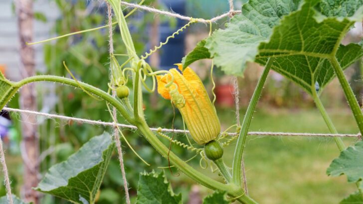 Top 7 Cucurbit Vegetables And How To Care For Them
