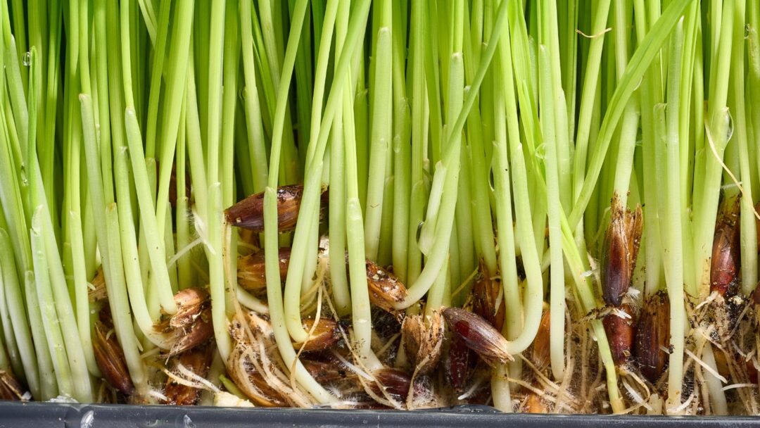 What Is Fodder? 6 Examples To Try