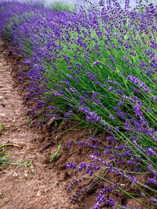 How To Plant A Lavender Hedge In 3 Easy Steps