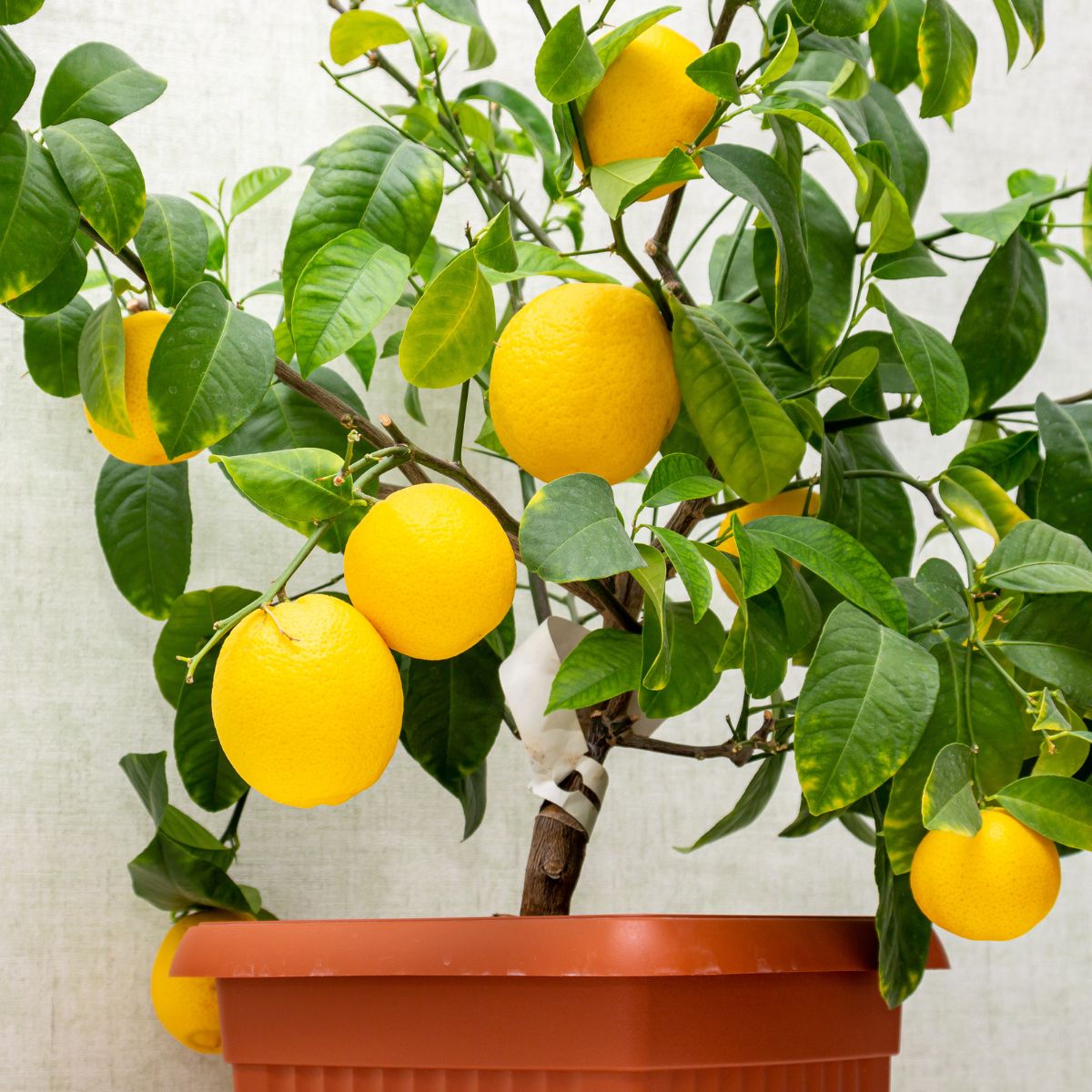 5 Tips For Growing Potted Lemons On Plant A Lemon Tree Day