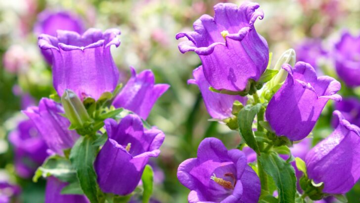 18 Stunning Bell-Shaped Flowers For Dreamy Gardens