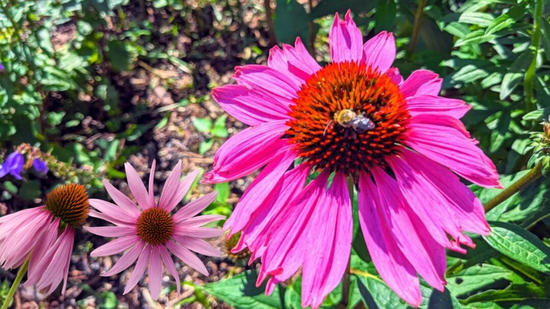 11 Stunning Companion Plants For Mums In The Fall Landscape