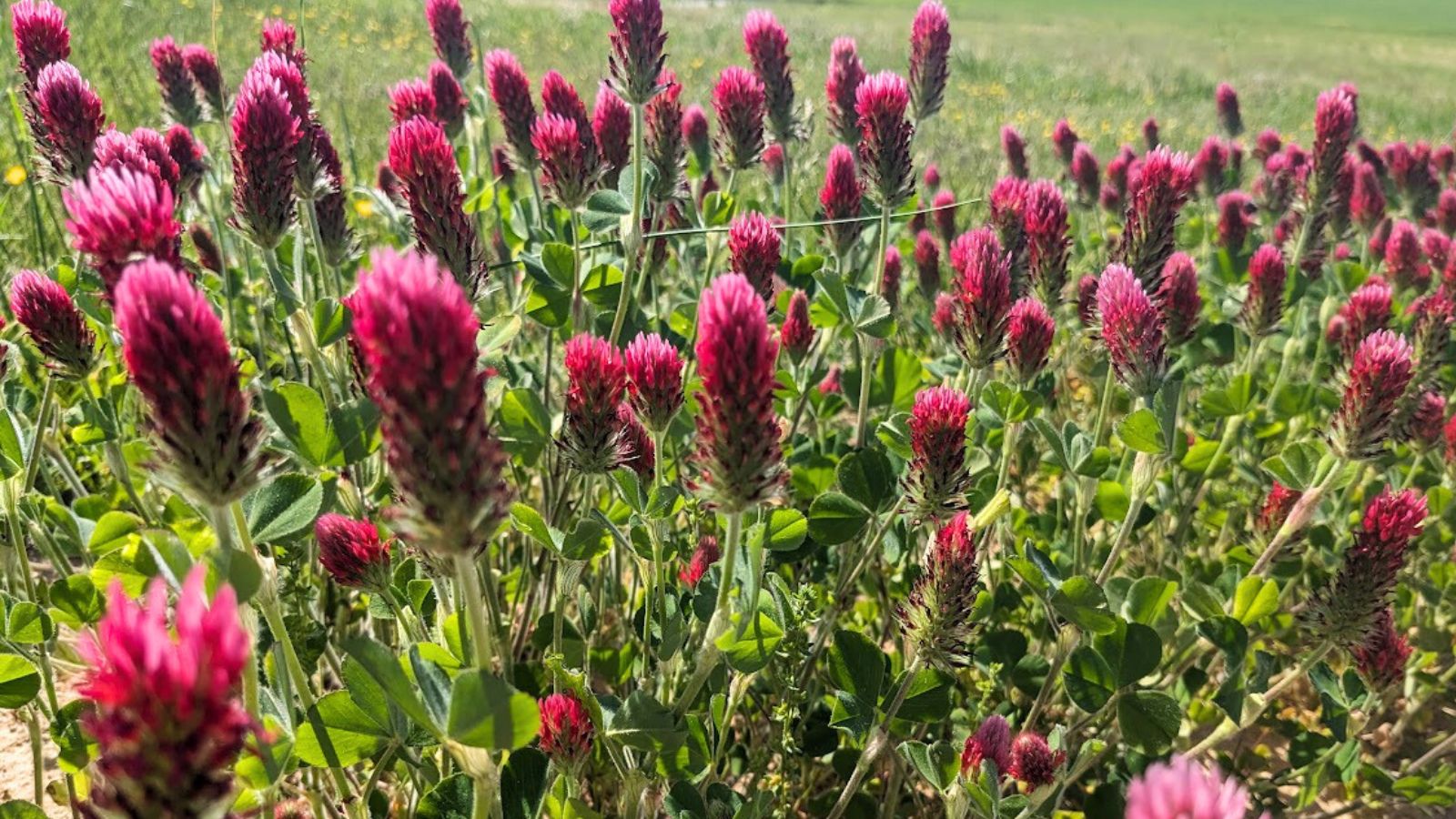 11 Great Companion Plants For Sunflowers (And 3 To Avoid)