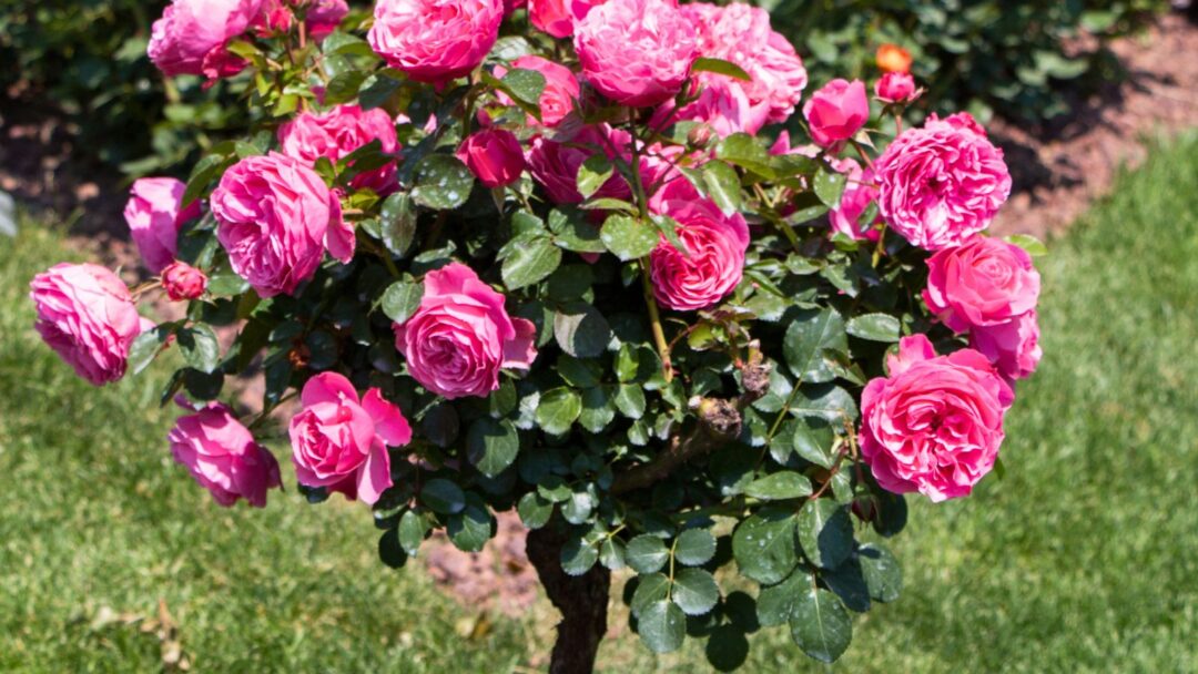 10 Best Fast-Growing Flowering Trees For Beauty, Shade, And Privacy
