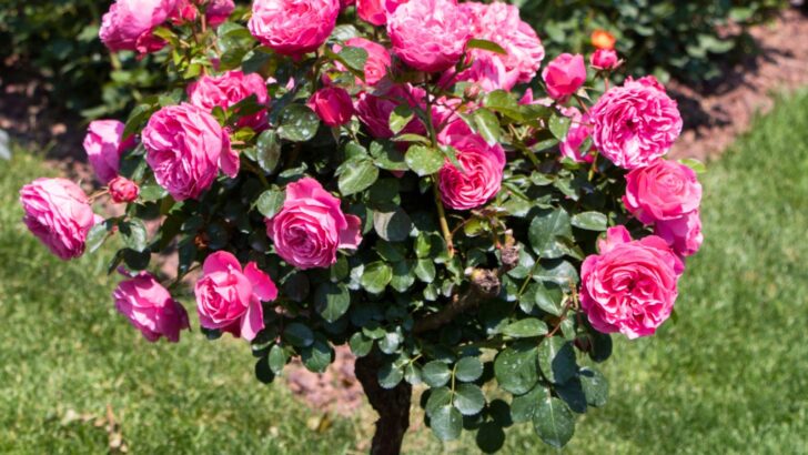 Stunning Ways To Landscape With Roses