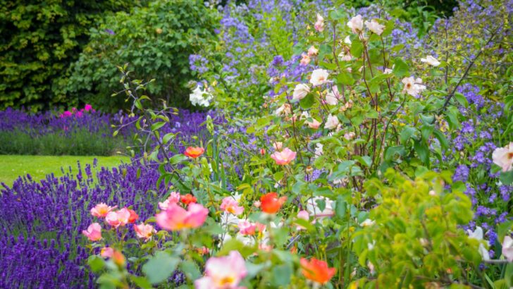 11 Best Companion Plants For Roses