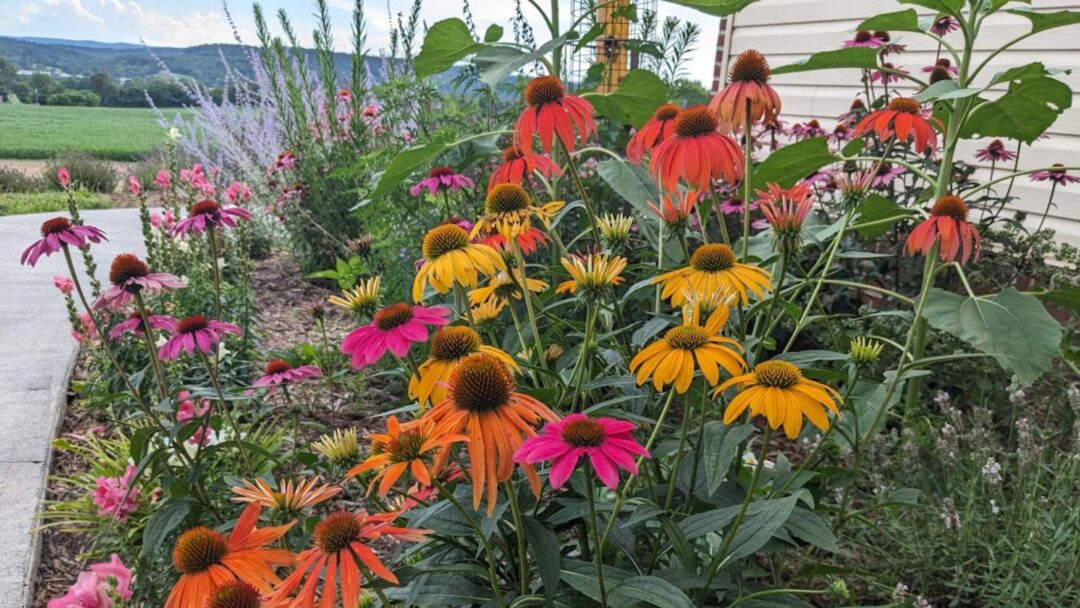 20 Sun Loving Perennials For All Summer Blooms