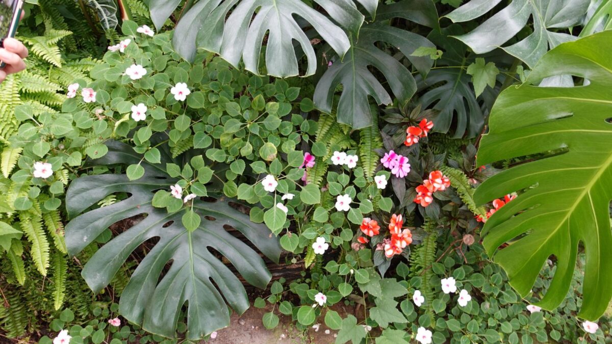 Low Maintenance Ground Cover Ideas For A Beautiful Worry-Free Landscape