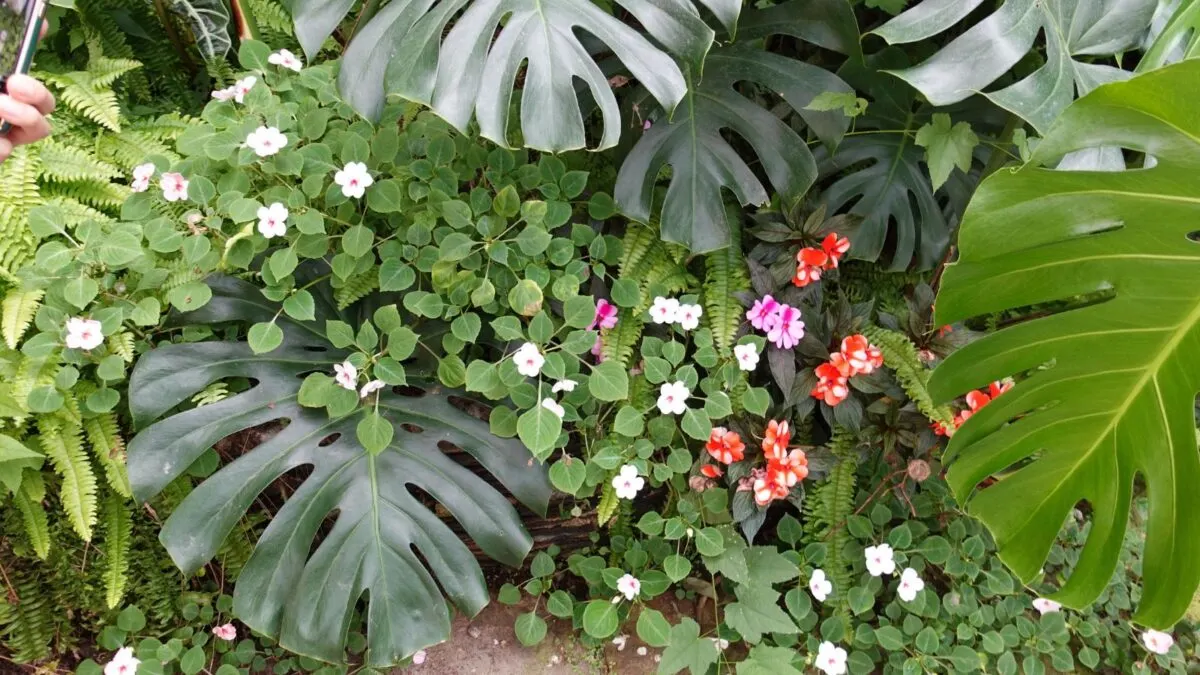 7 Low Maintenance Ground Cover Ideas For A Beautiful Worry-Free Landscape