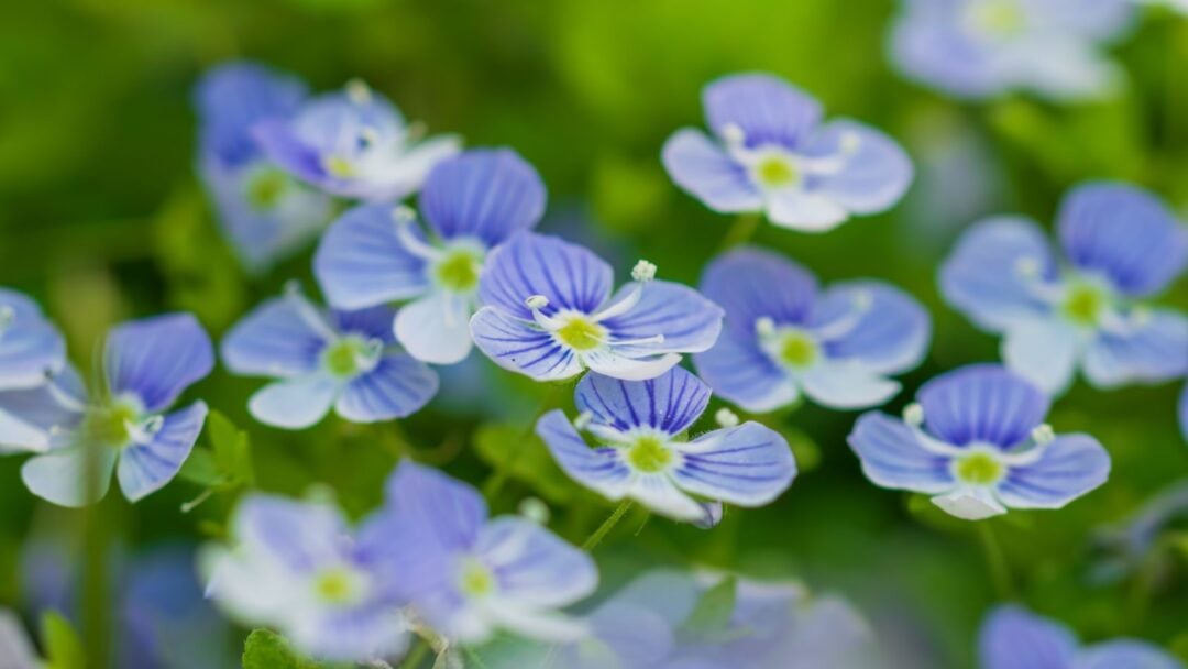 28 Flowering Ground Covers That Add A Nice Pop Of Color