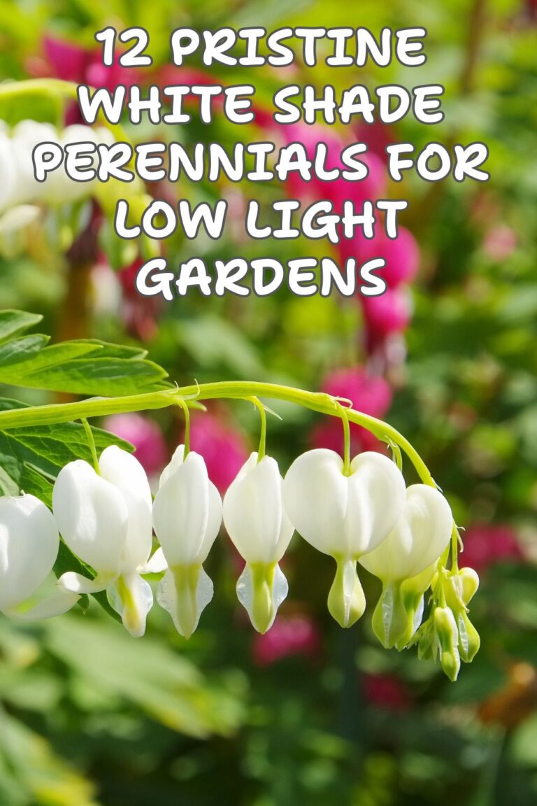 12 Pristine White Shade Perennials For Low Light Gardens