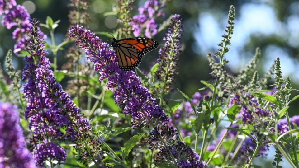 Build A Stunning Butterfly Garden With These Must-Have Flowers