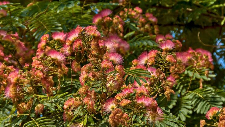 8 Invasive Plants In North Carolina (And 16 Natives To Plant Instead)