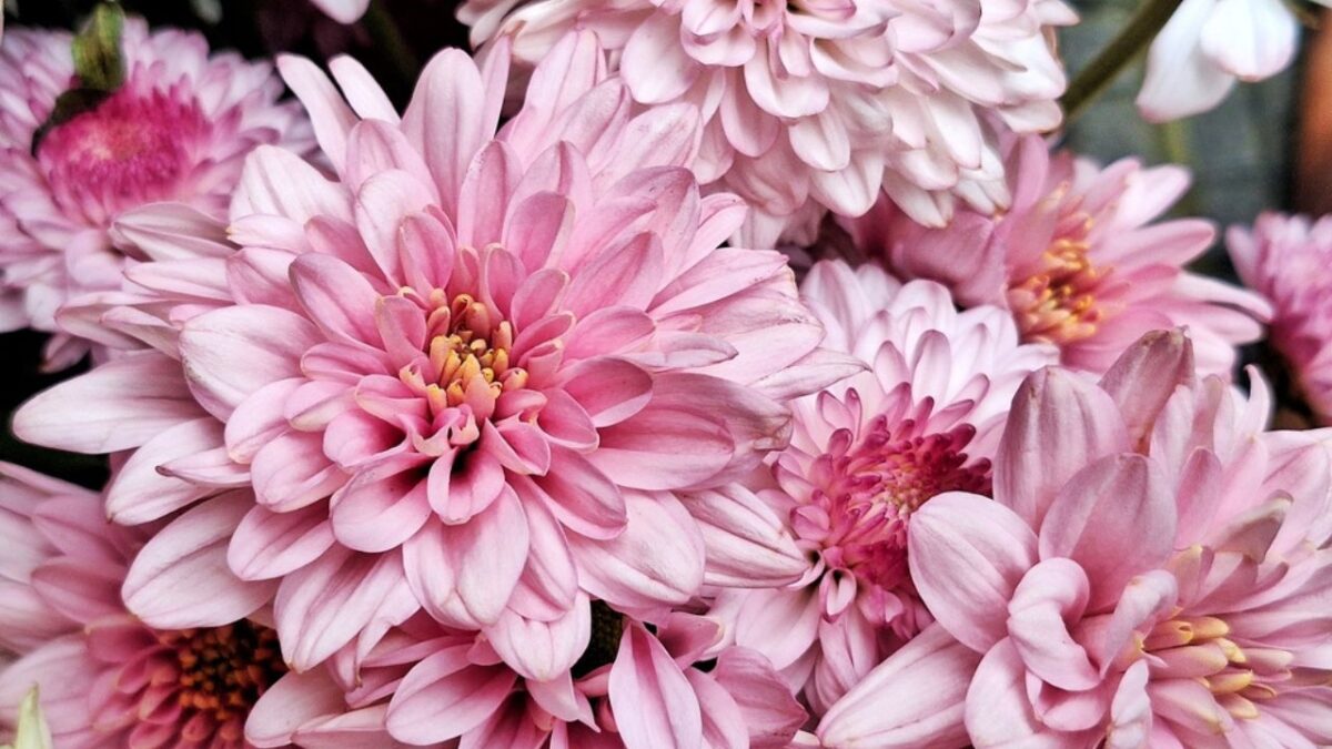 Delightful Pink Perennial Flowers For Your Garden