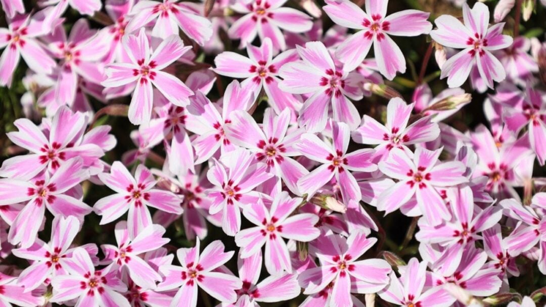 How To Use Creeping Phlox As A Beautiful Ground Cover