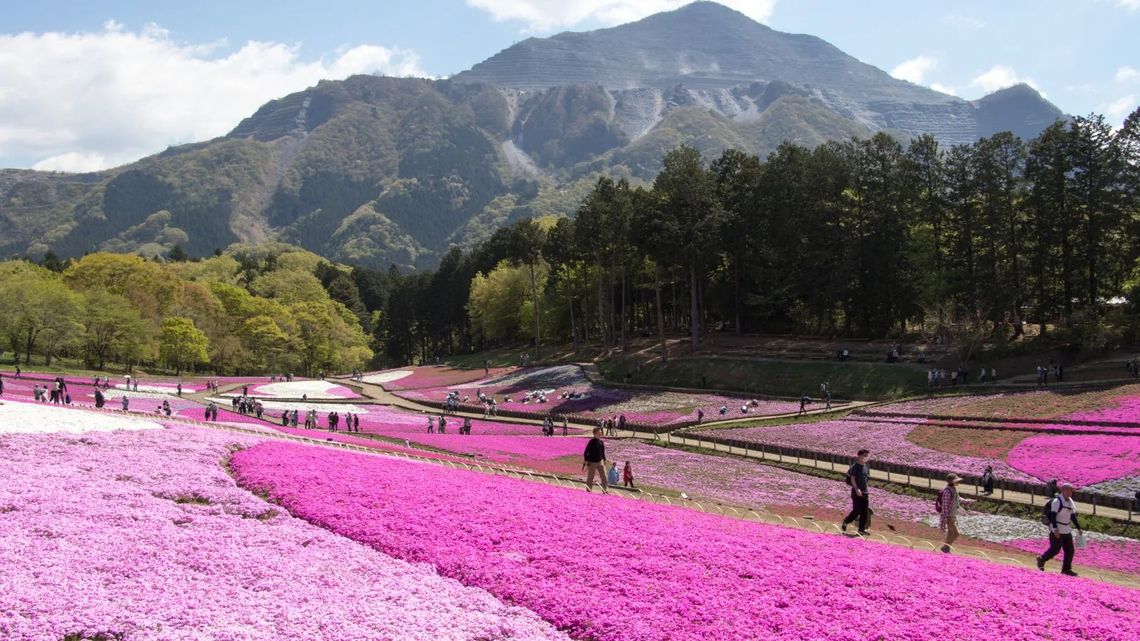 17 Must-See Stunning Flower Fields Worthy Of Your Bucket List