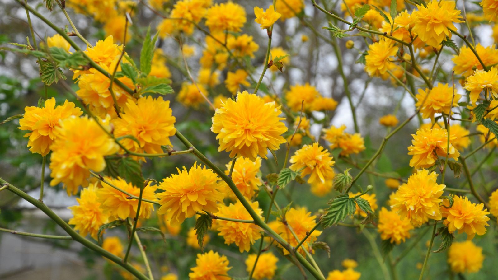 11 Cheerful Annual Yellow Flowers To Grow This Summer