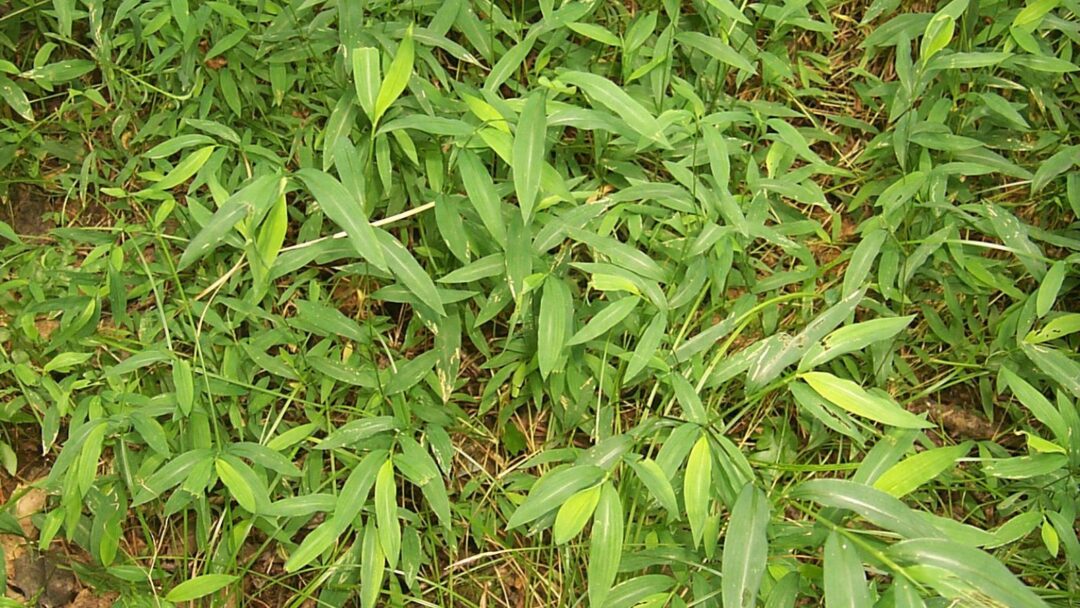 8 Invasive Plants In North Carolina (And 16 Natives To Plant Instead)