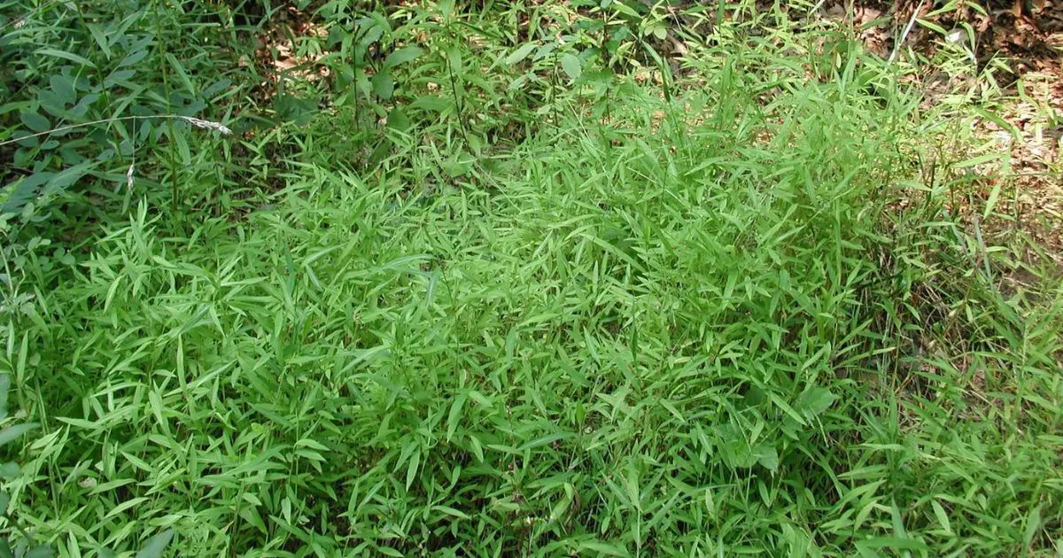 8 Invasive Plants In North Carolina (And 16 Natives To Plant Instead)