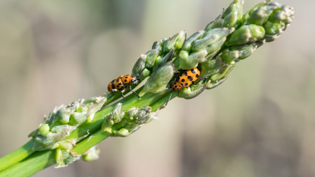 5 Simple Steps To Asparagus Beetle Control