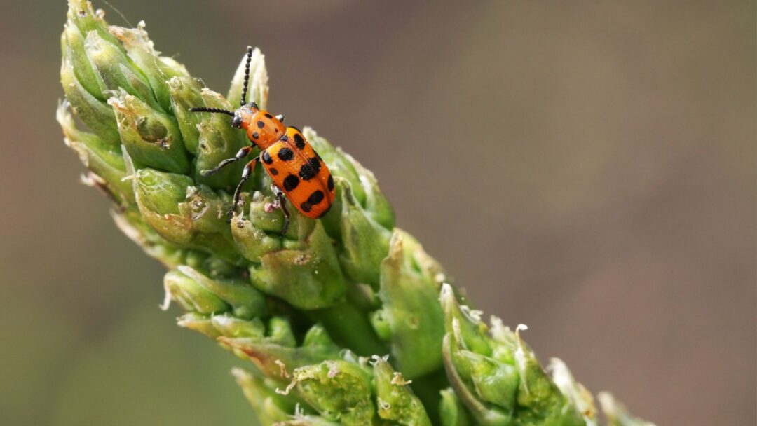 5 Simple Steps To Asparagus Beetle Control