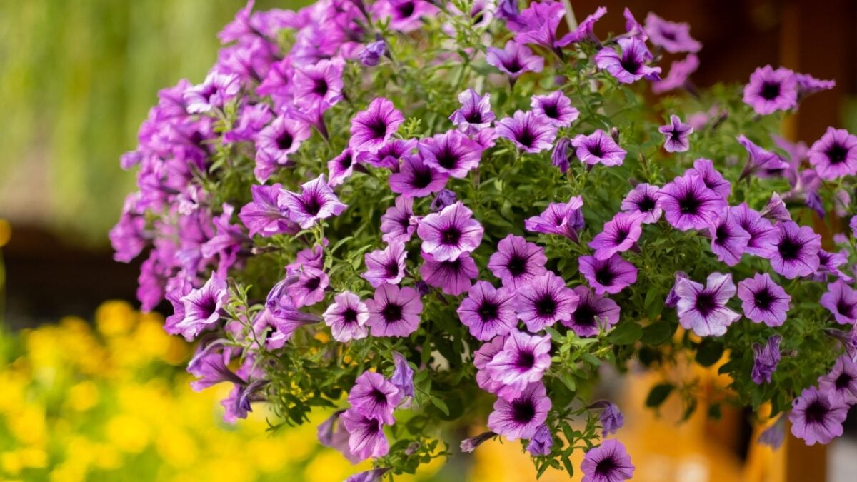 10 Annual Flowers To Plan This Year For All Season Blooms