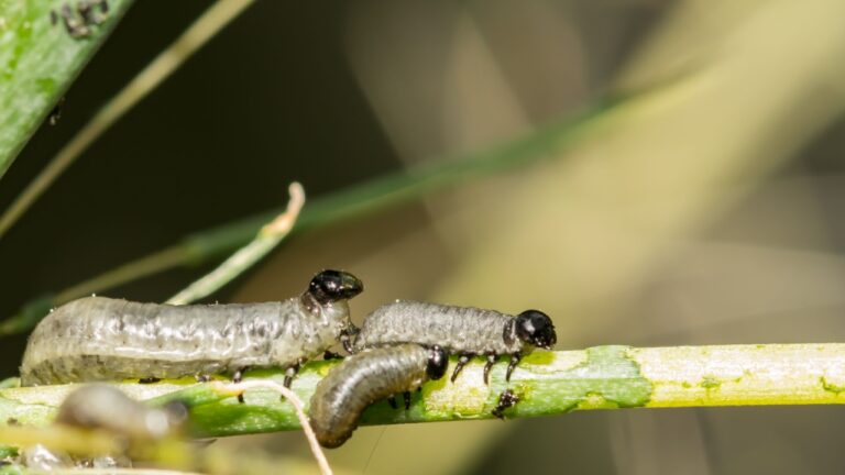 5 Simple Steps To Asparagus Beetle Control