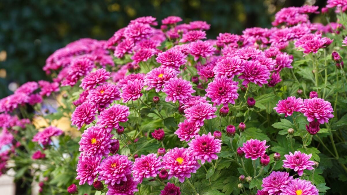 27 Best Fall Flowers For Your Garden And Table