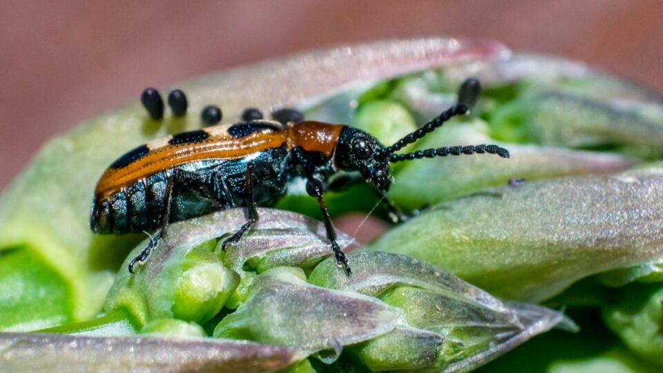 5 Simple Steps To Asparagus Beetle Control