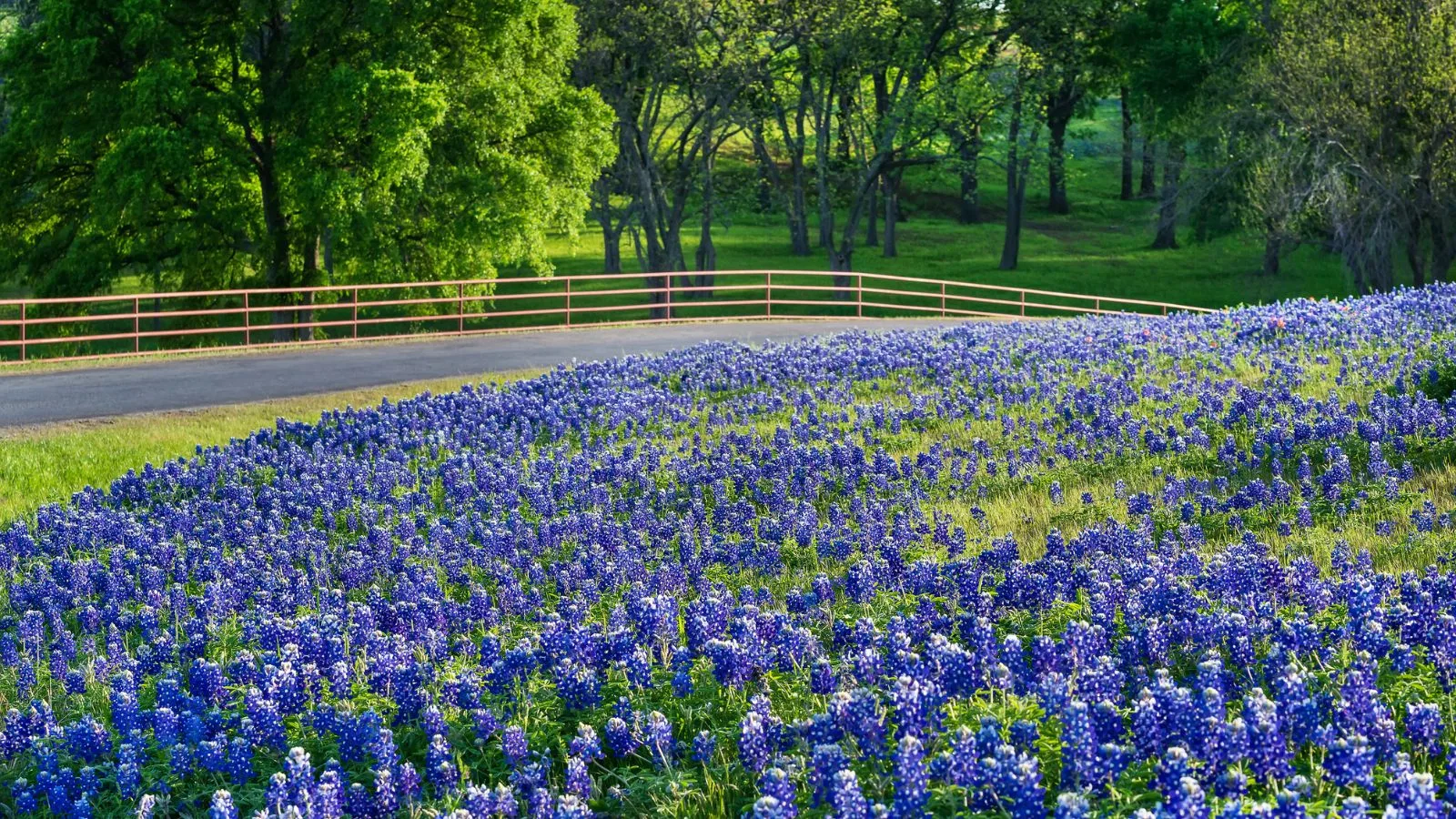 17 Must-See Stunning Flower Fields Worthy Of Your Bucket List