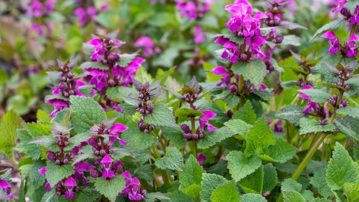12 Gorgeous Shade-Loving Plants For North-Facing Gardens