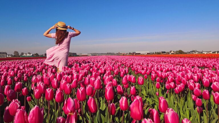 Iconic Flower Fields Worthy Of Your Bucket List