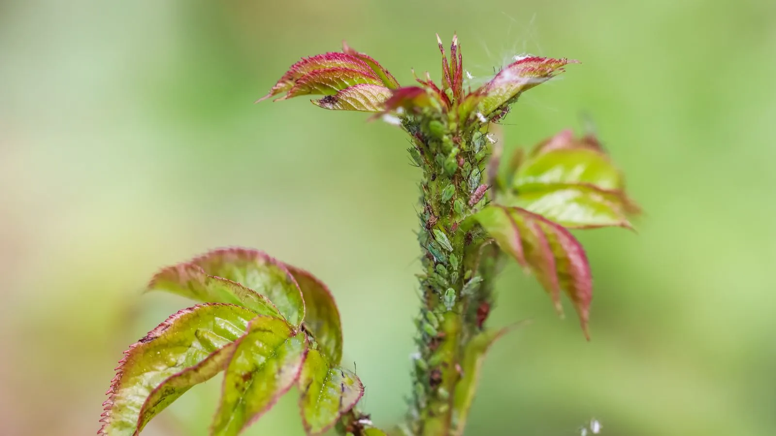 Why Are My Rose Leaves Turning Yellow? 7 Reasons & Simple Solutions