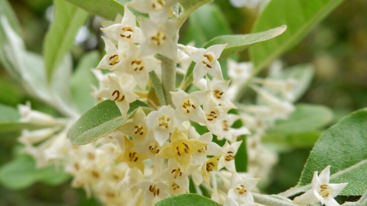 11 Invasive Plants In Tennessee (And 22 Native Plants To Grow Instead)