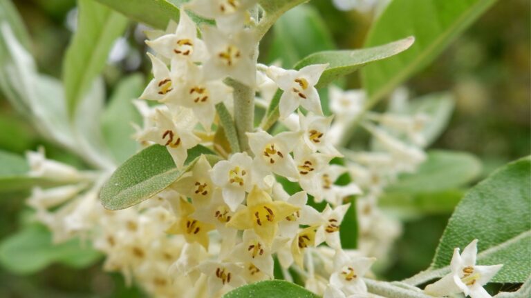 11 Invasive Plants In Tennessee (And 22 Native Plants To Grow Instead)