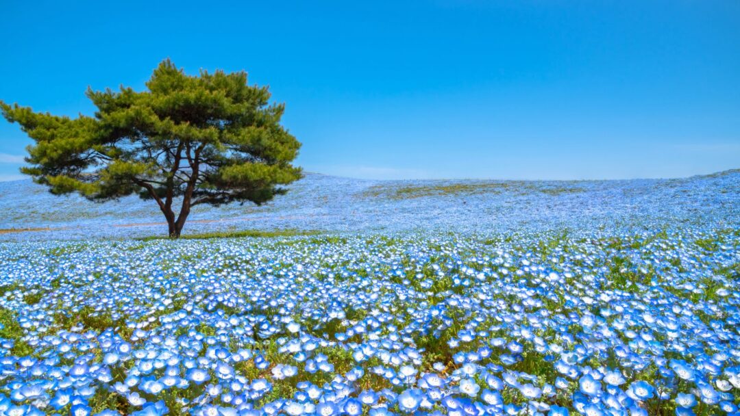 18 Beautiful Flowers That Start With B