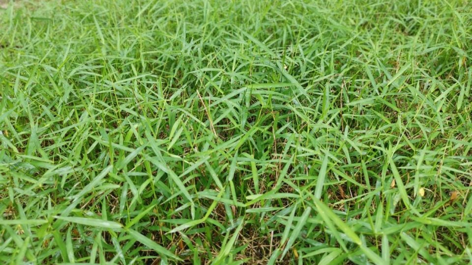How To Grow Grass Between Pavers The Easy Way