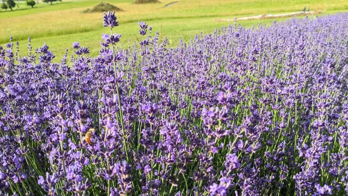 Lavender Flower Colors: 17 Richly Hued Varieties In White, Pink, Purple ...