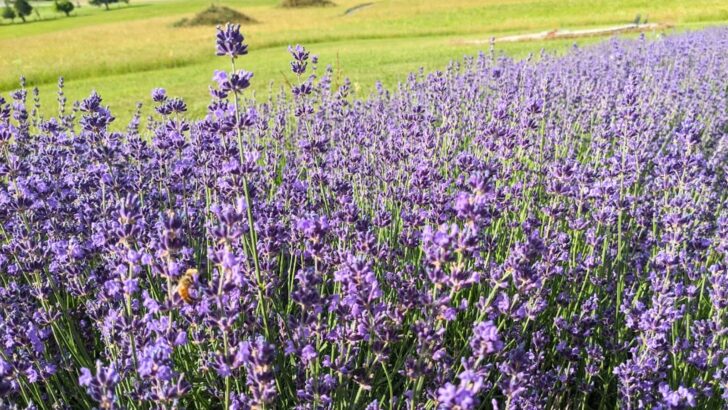 Lavender Flower Colors: 17 Richly Hued Varieties In White, Pink, Purple ...