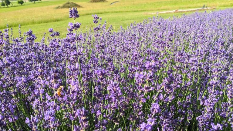 Best Lavender Farms To Visit This Summer