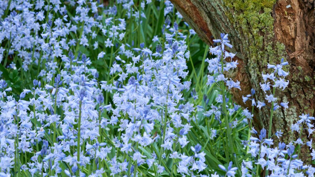 Landscaping Around Exposed Tree Roots: 5 Easy Ideas